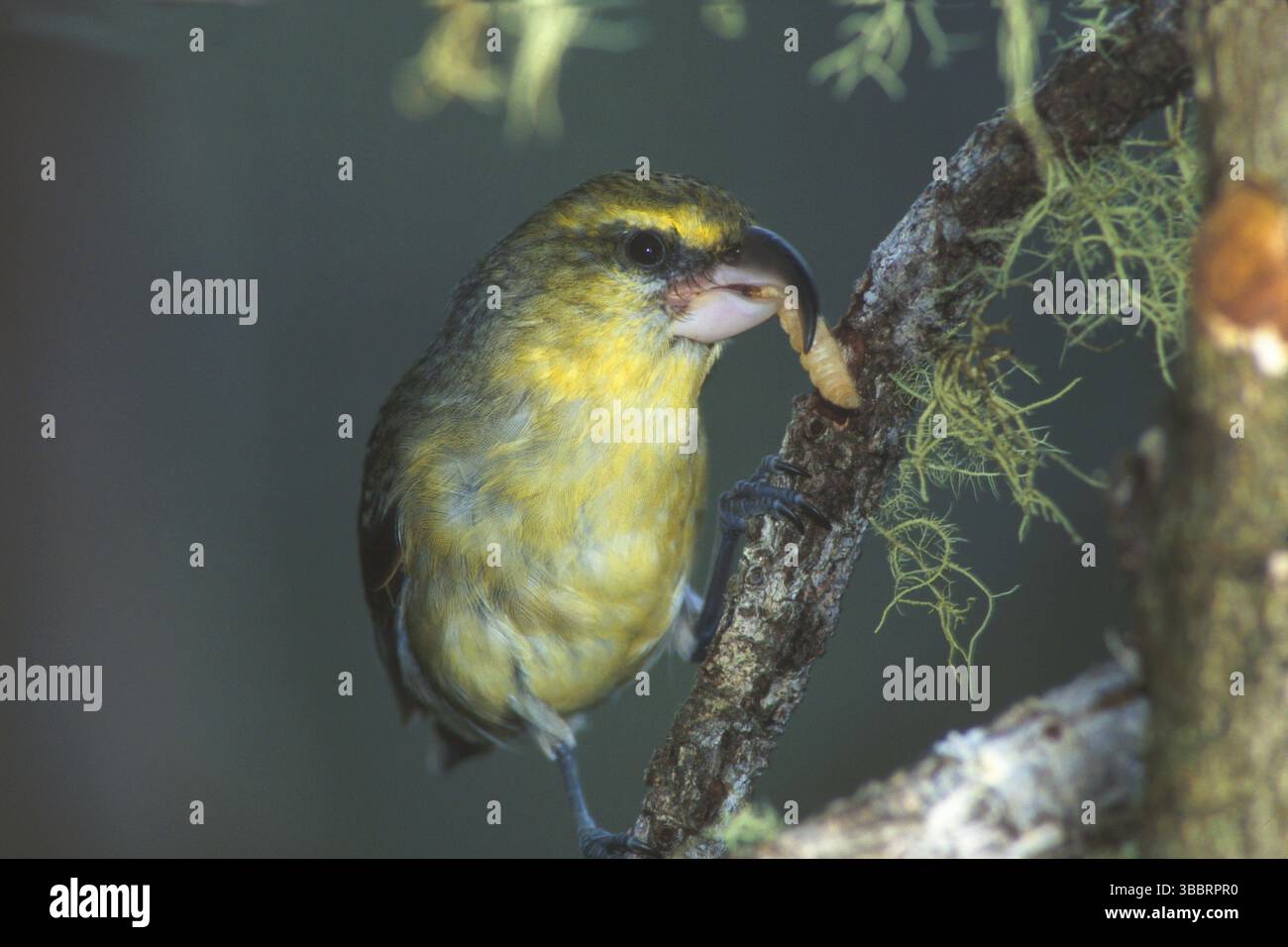 Maui Parrotbill, Pseudonestor xanthophrys, Endangered, Hawaiian ...