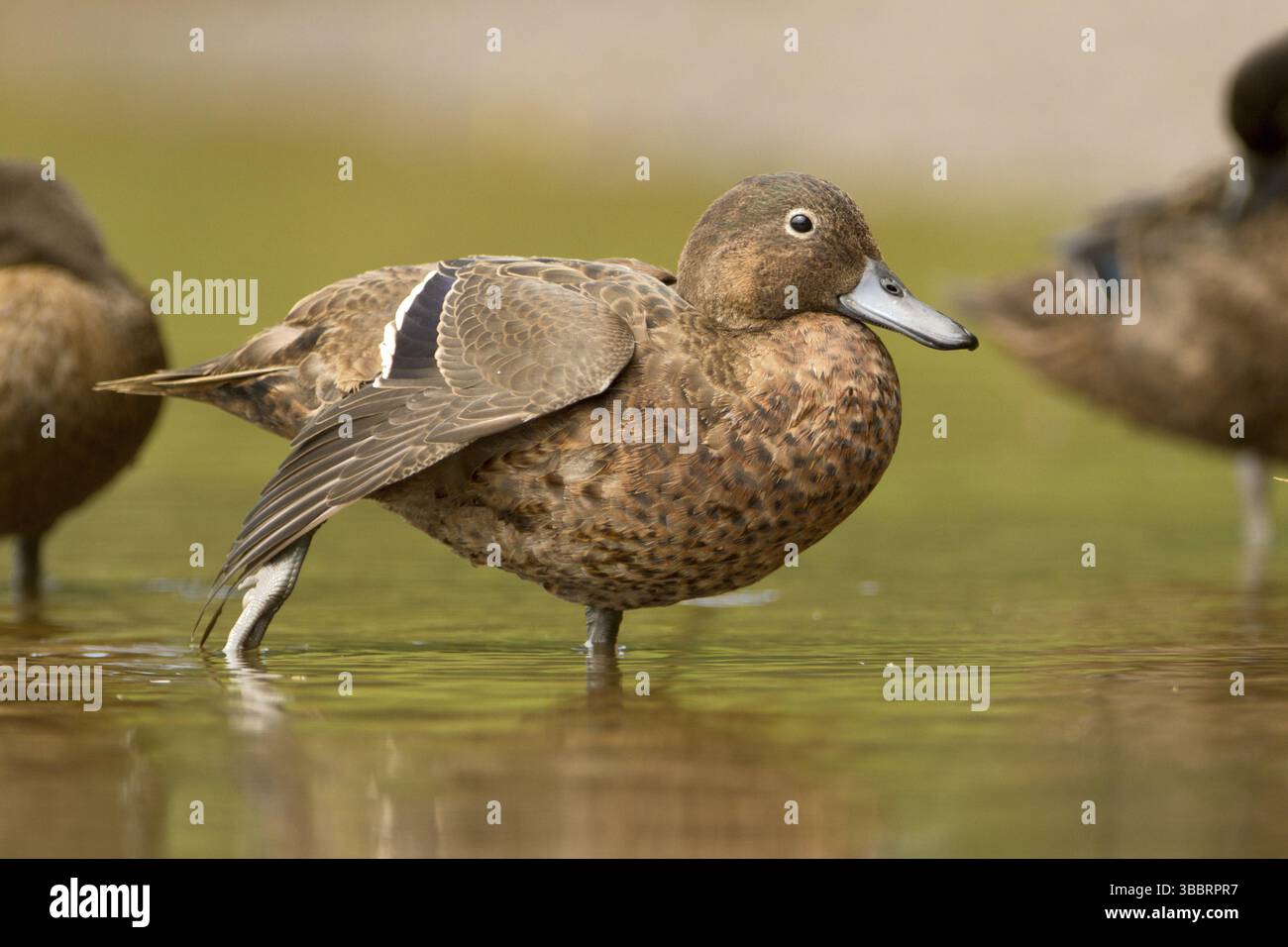 Anas chlorotis north island hi-res stock photography and images - Alamy
