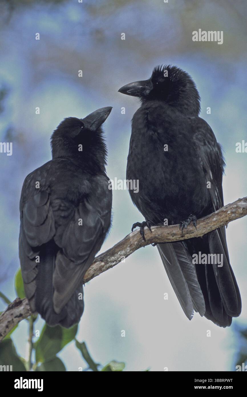 Hawaiian Crow, Alala, Corvus hawaiiensis, endangered Stock Photo - Alamy