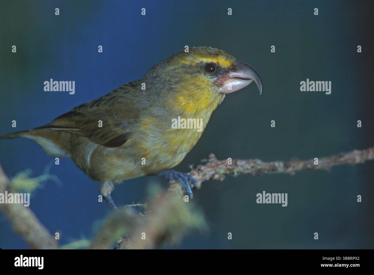 Honeycreeper endangered finch hi-res stock photography and images - Alamy