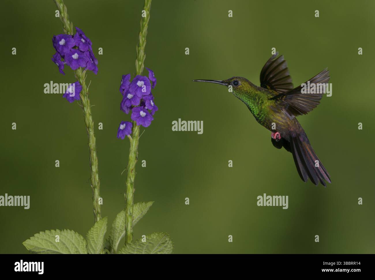 Male Bronze-tailed-Plumeleteer (Chalybura urochrysia) - at the Nature ...