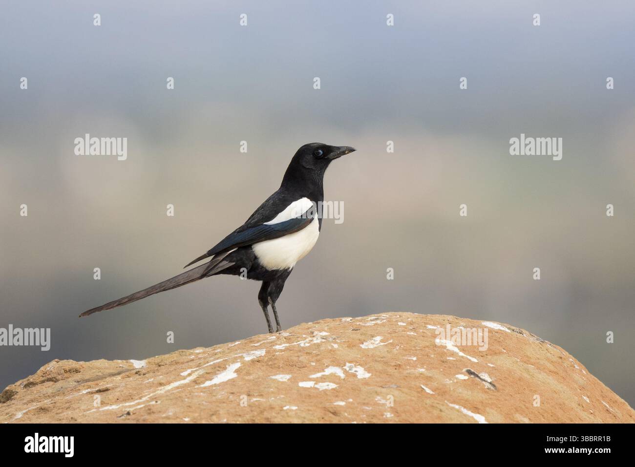 Eurasian Magpie (Pica pica) perched on a rock, Spain, Europe Stock ...