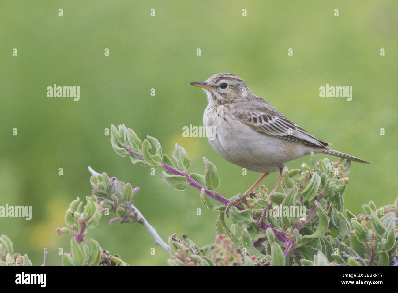 African Pipit (Anthus cinnamomeus), Western Cape, South Africa, Africa ...