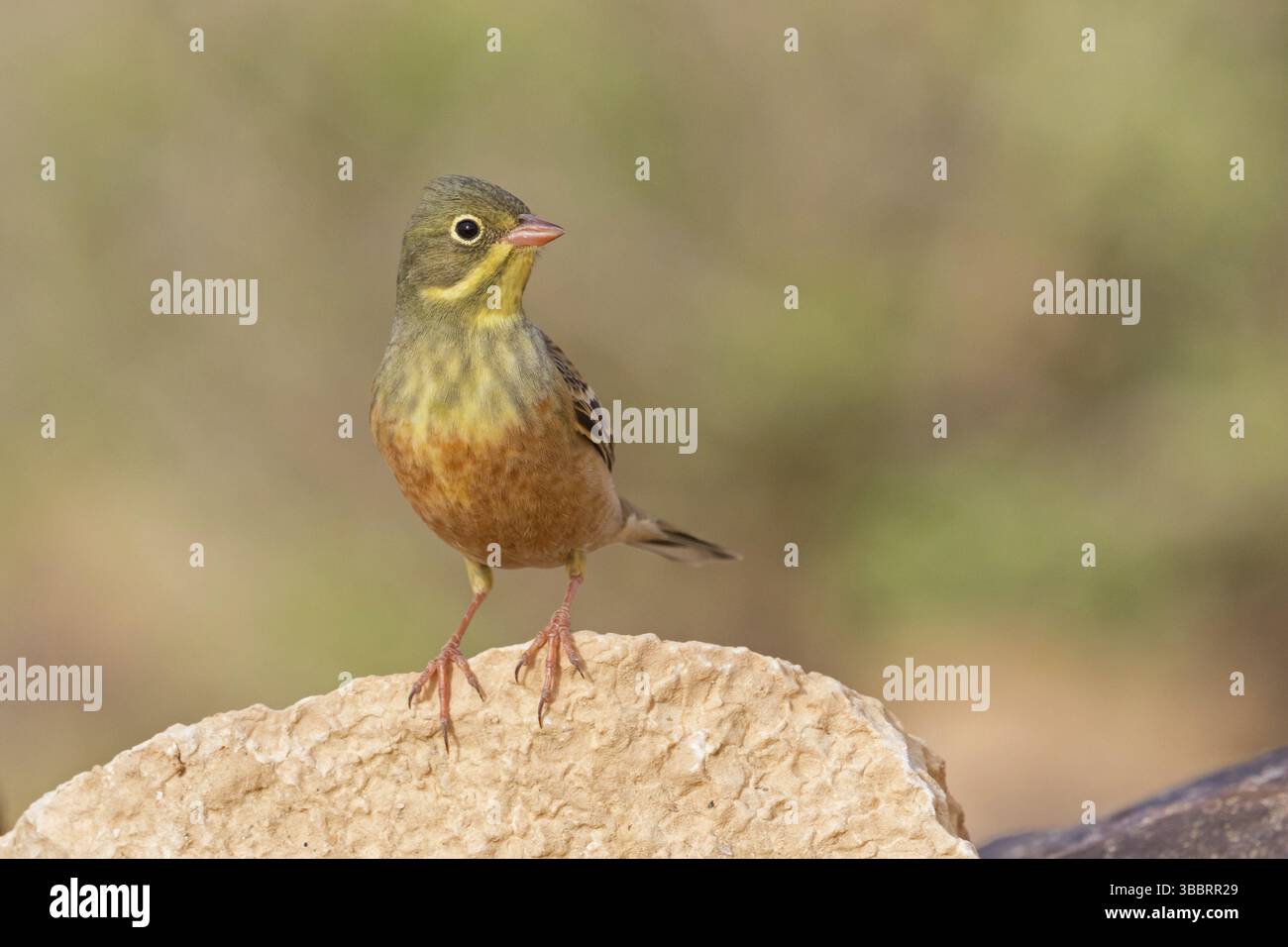 Ortolan, Ortolan Bunting, Emberiza hortulana, Bruant ortolan, Escribano ...
