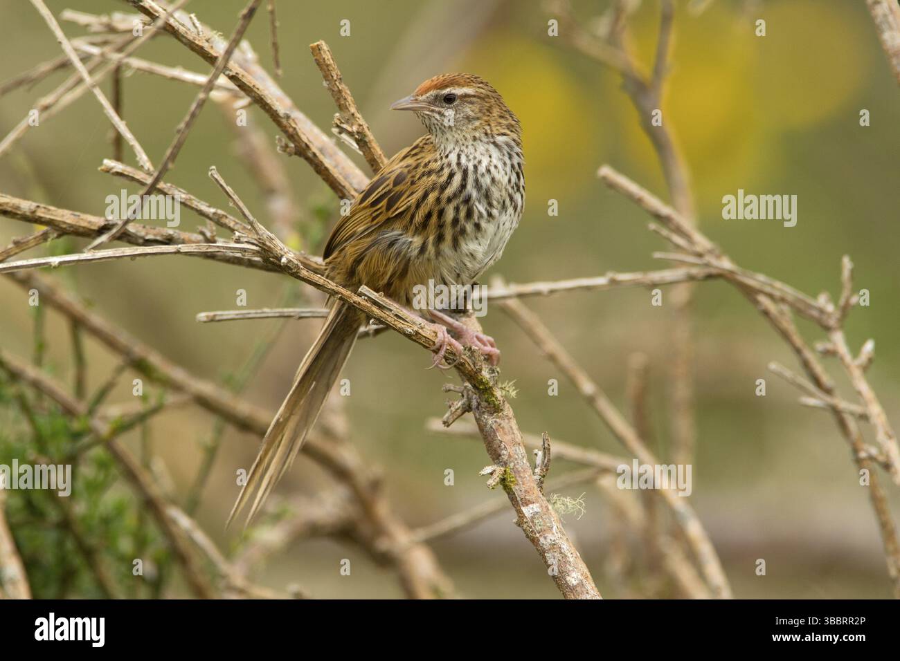 New Zealand Fernbird (Megalurus punctatus), New Zealand, Oceania Stock ...