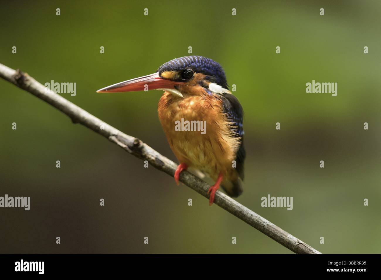 Blue-eared Kingfisher (Alcedo meninting) female, Selangor, Malaysia ...