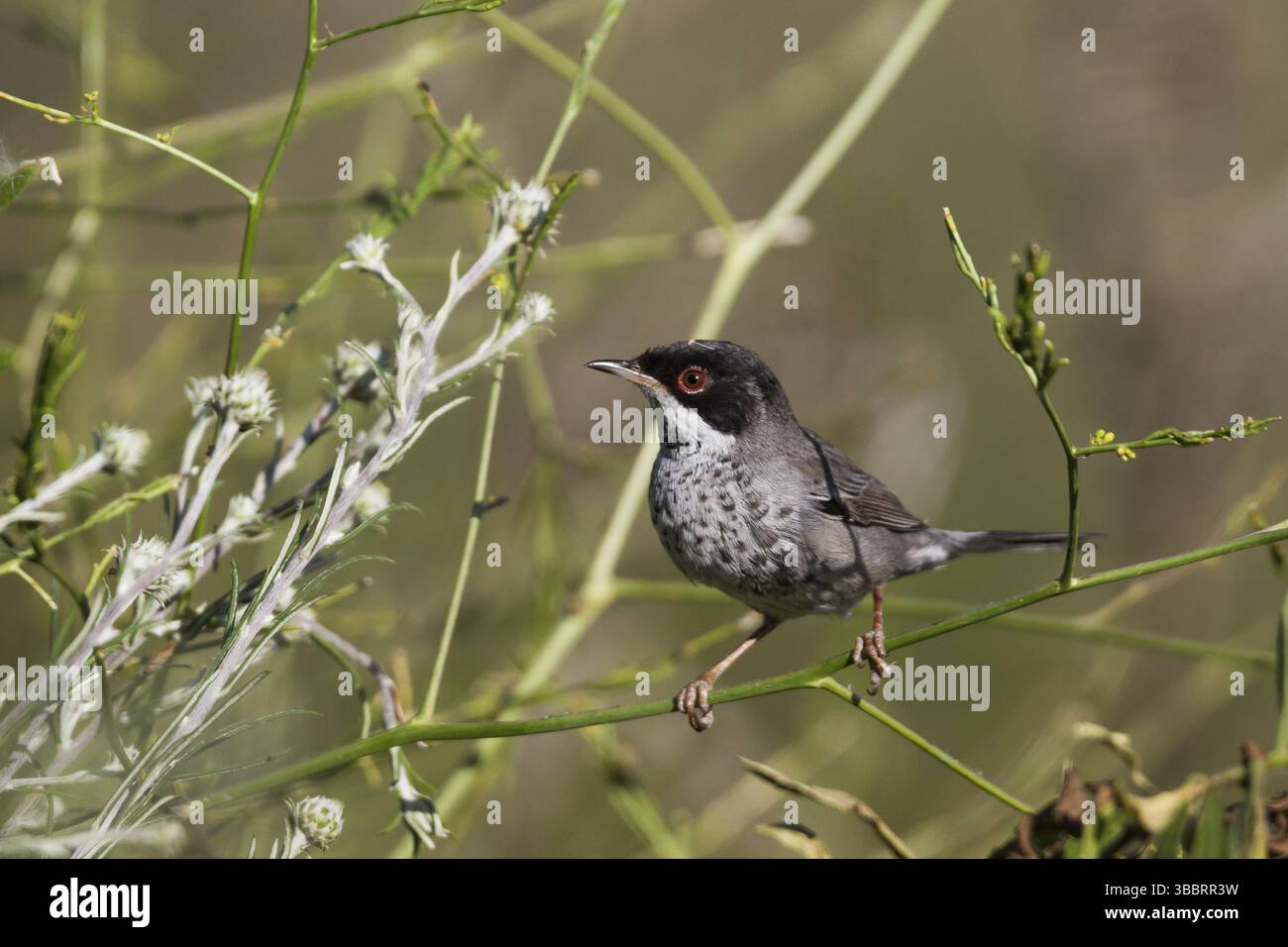 Cyprus Warbler (Sylvia melanothorax) male, Cyprus, Europe Stock Photo ...