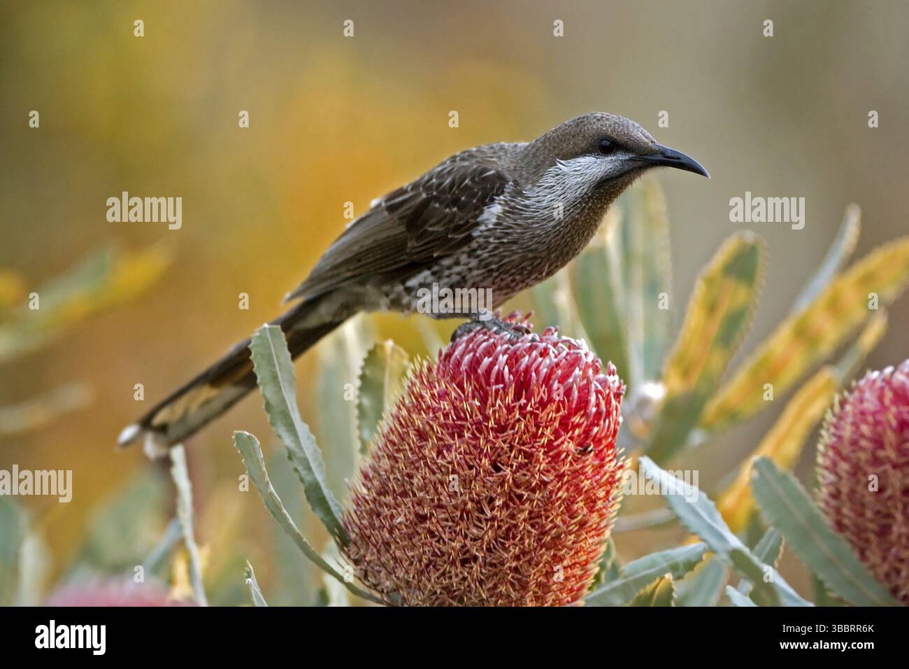 Western Wattlebird (Anthochaera lunulata), Western Australia, Australia ...