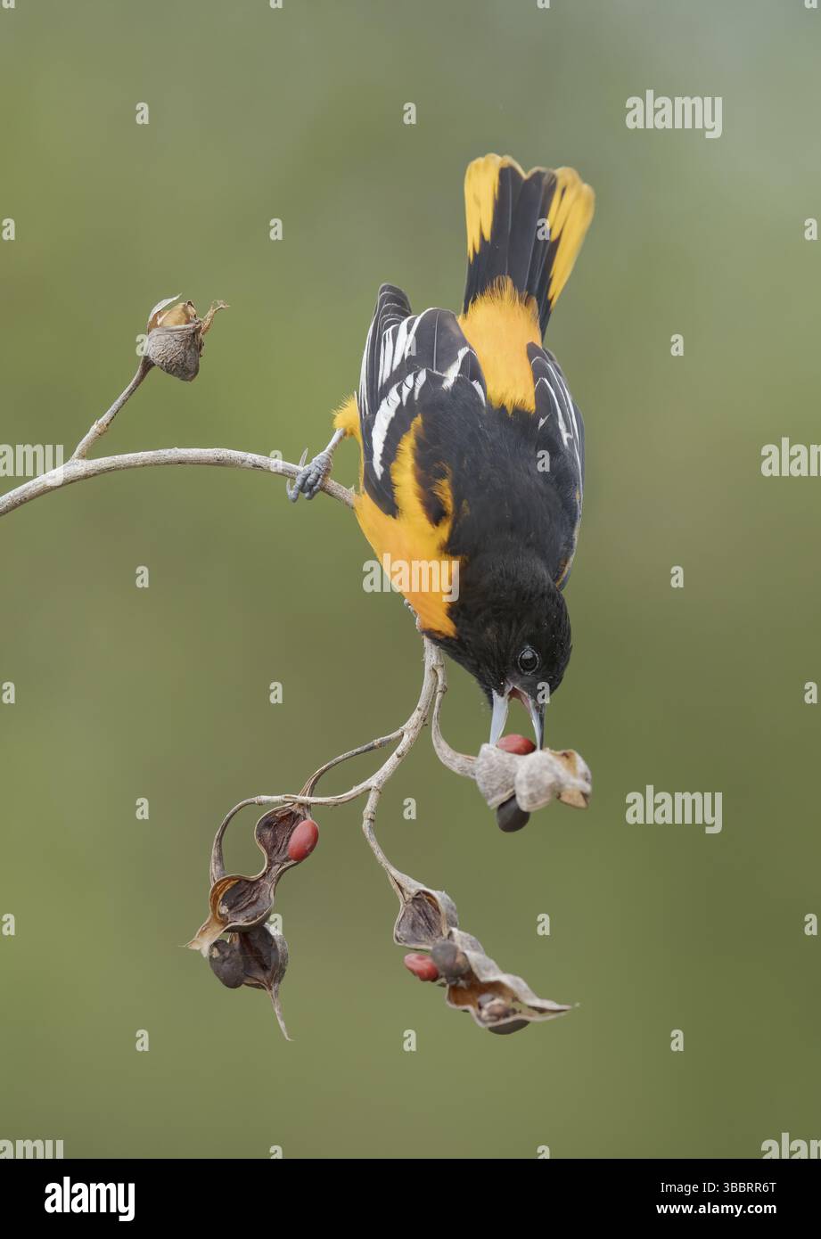 Baltimore Oriole (Icterus galbula) male, Texas, USA, North America ...