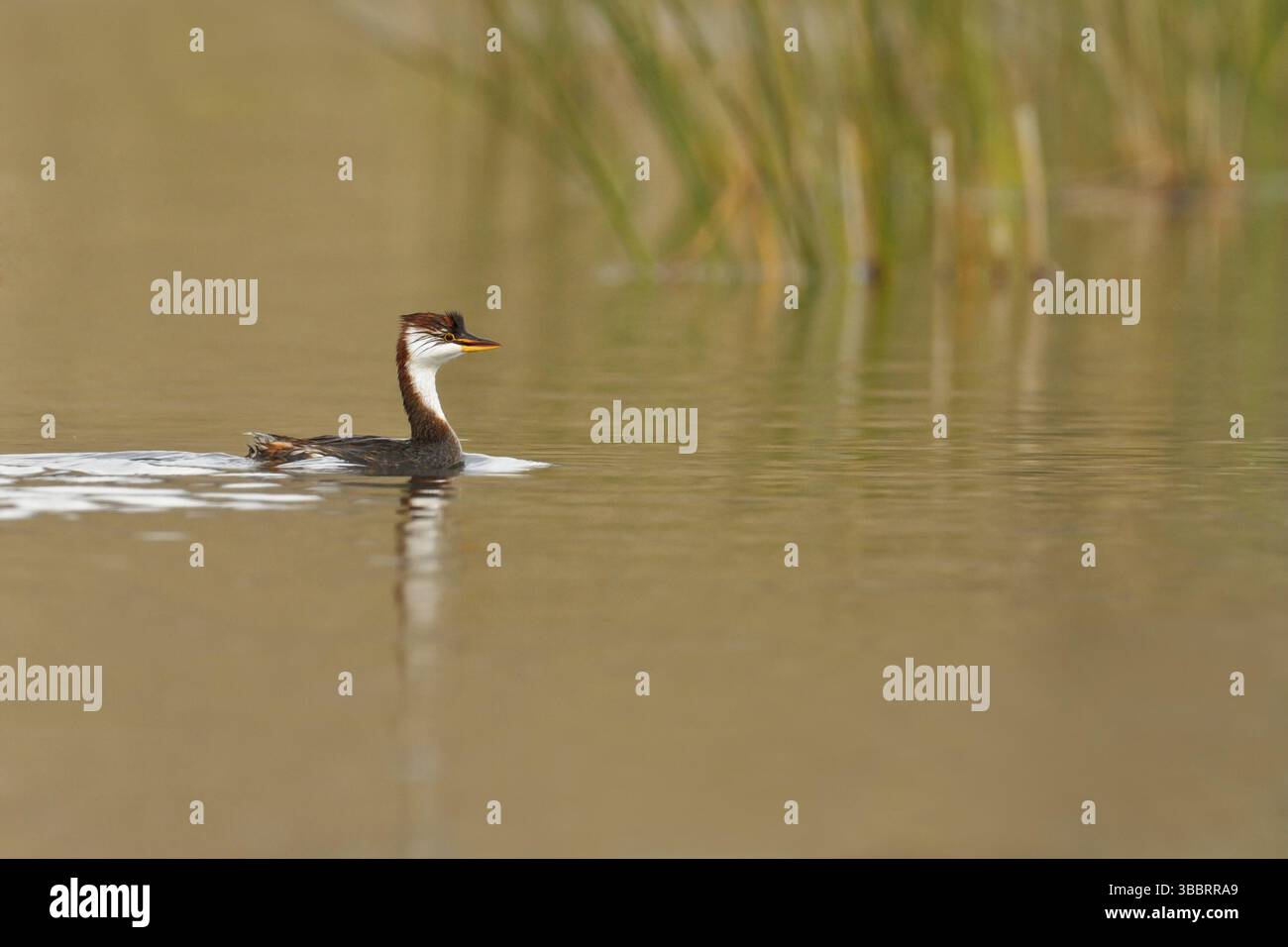 Titicaca Flightless Grebe (Rollandia microptera) in lake Titicaca in ...