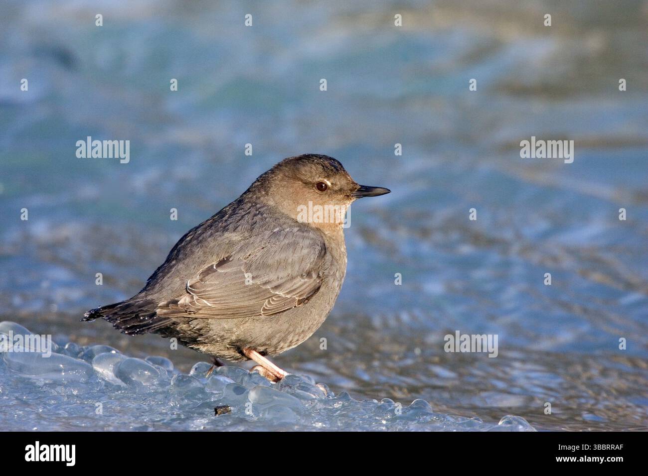 American Dipper Cinclus mexicanus Soldatna, Kenai Peninsula, ALASKA ...