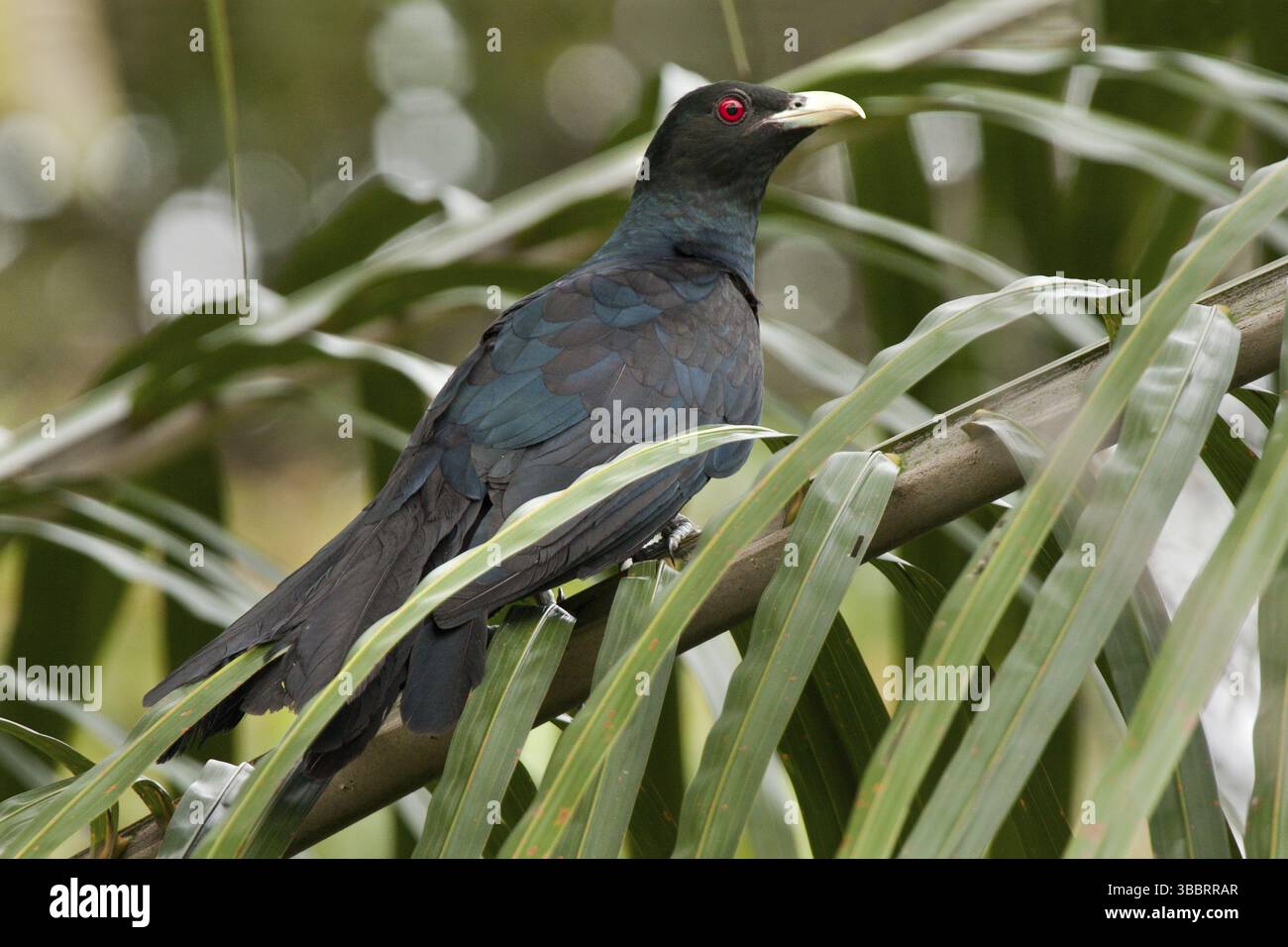 Asian Koel (Eudynamys scolopaceus) male, Jurong Lake Park, Singapore ...