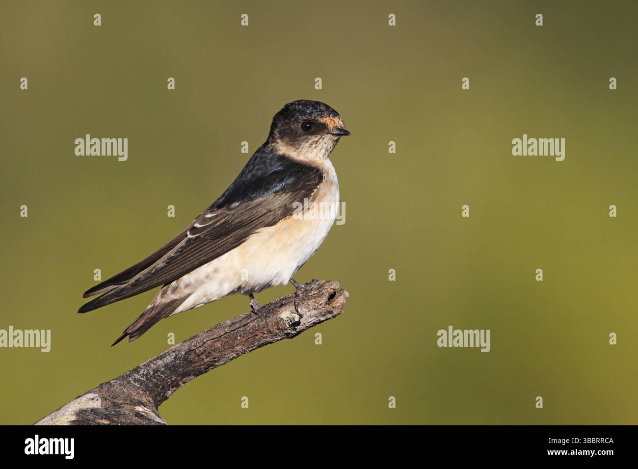 Tree Martin (Petrochelidon nigricans), Queensland, Australia, Oceania ...
