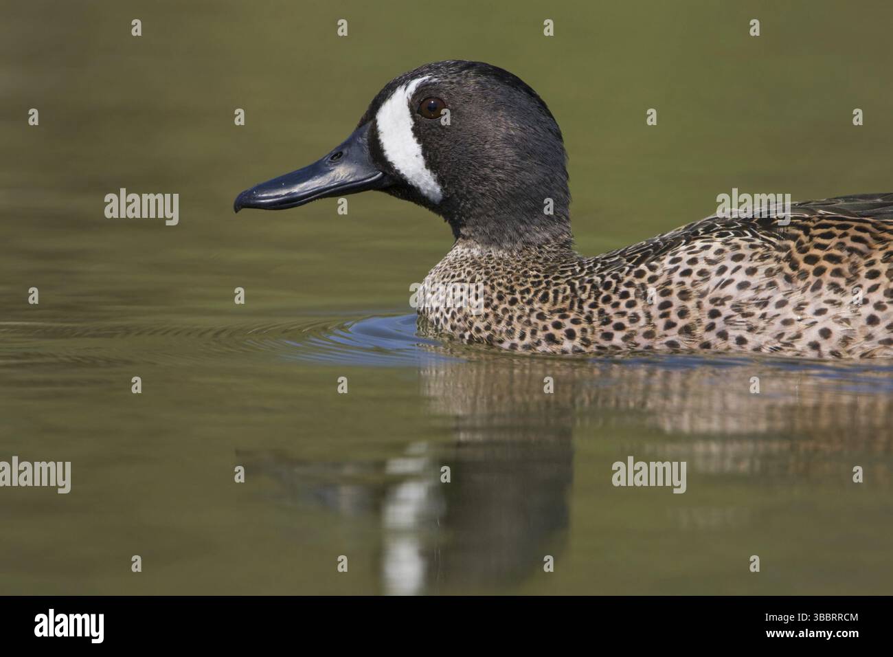 Blue-winged Teal (Spatula discors) male, Texas, USA, North America ...