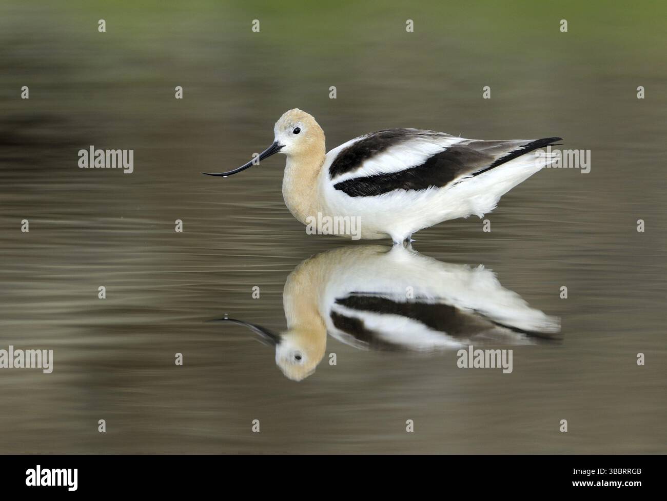 Recurvirostra americana alberta hi-res stock photography and images - Alamy