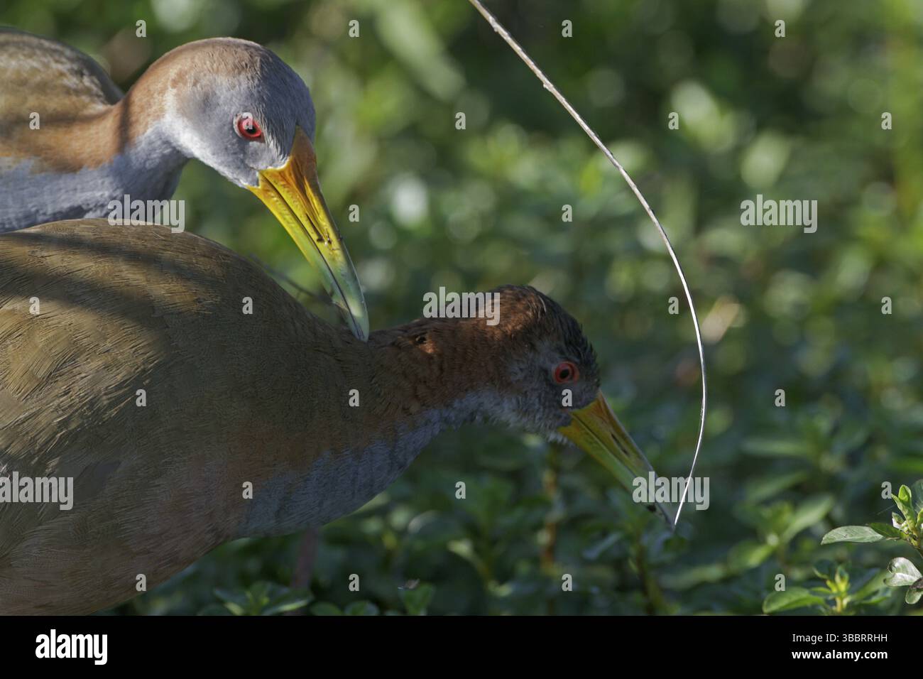 Giant Wood Rail (Aramides ypecaha) pair displaying, Corrientes ...