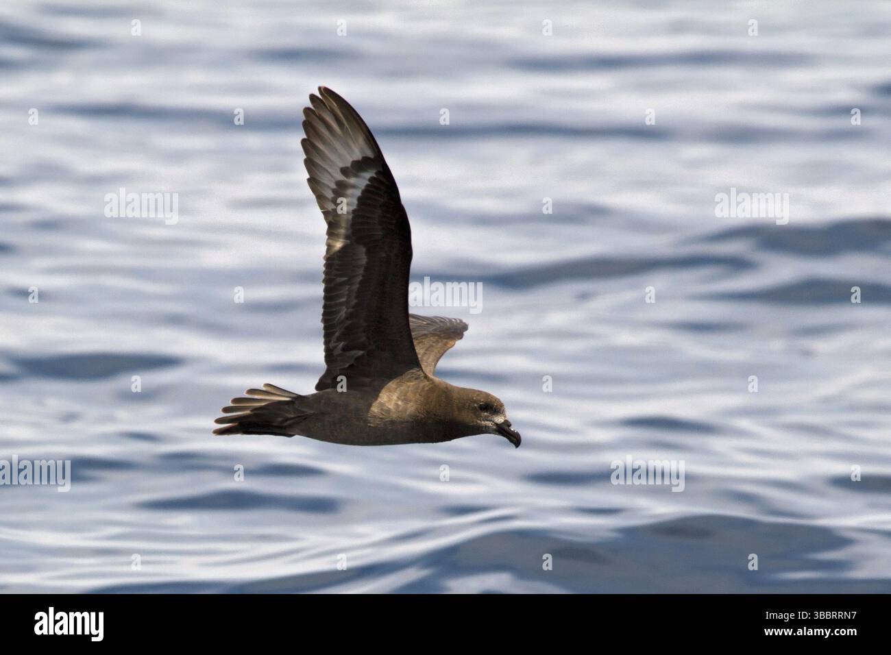 Providence Petrel (Pterodroma solandri) flying, New South Wales ...