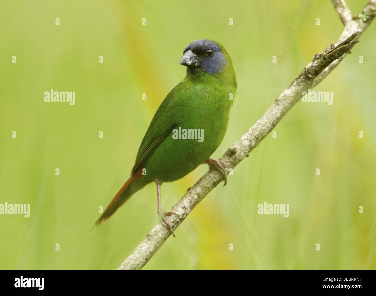 Blue-faced Parrotfinch (Erythrura trichroa macgillivrayi), Queensland ...
