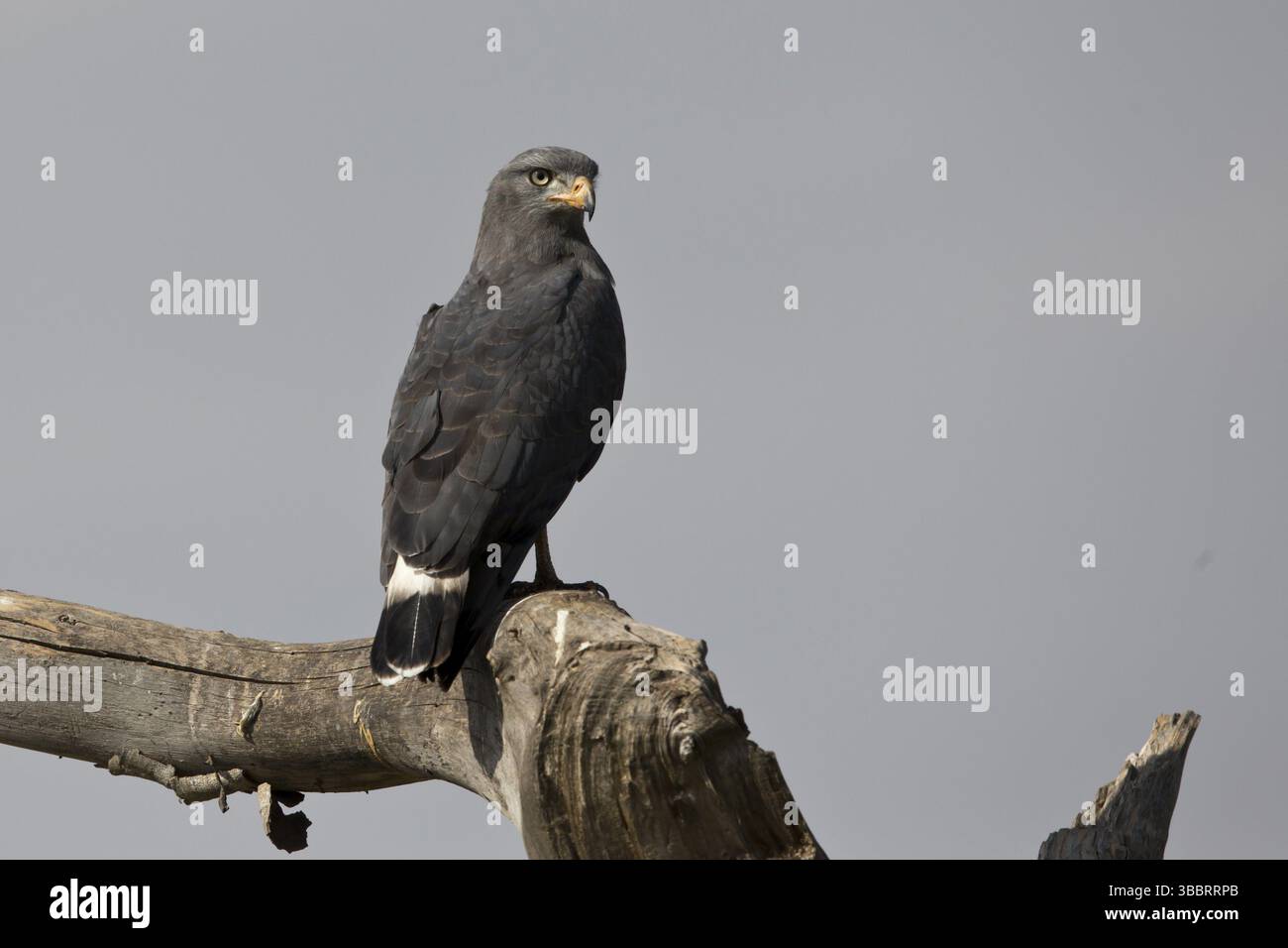 Western Banded Snake Eagle (Circaetus cinerascens) perched on an old ...