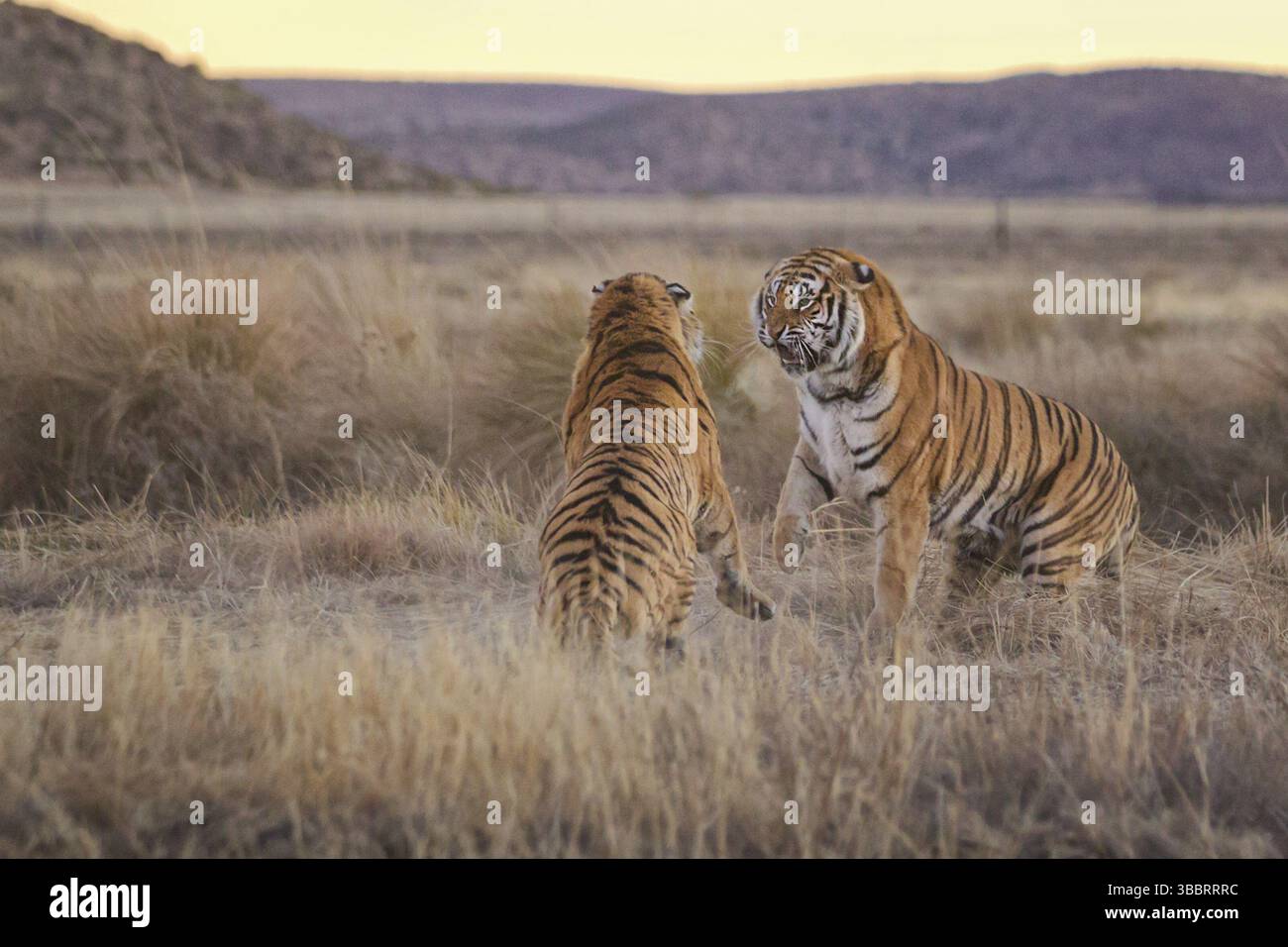 Bengal Tiger (Panthera tigris) two females fighting, captive ...