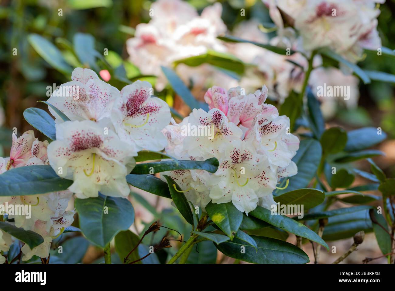 Rhododendron Princess Maxima flowers in spring. Dorset, England, UK ...