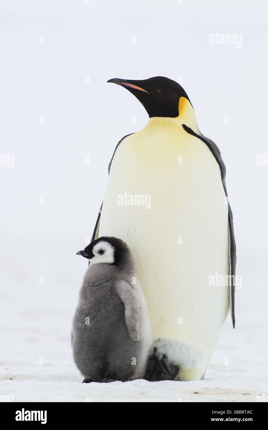 Emperor Penguin (Aptenodytes forsteri) with juvenile, Queen Maud Land ...