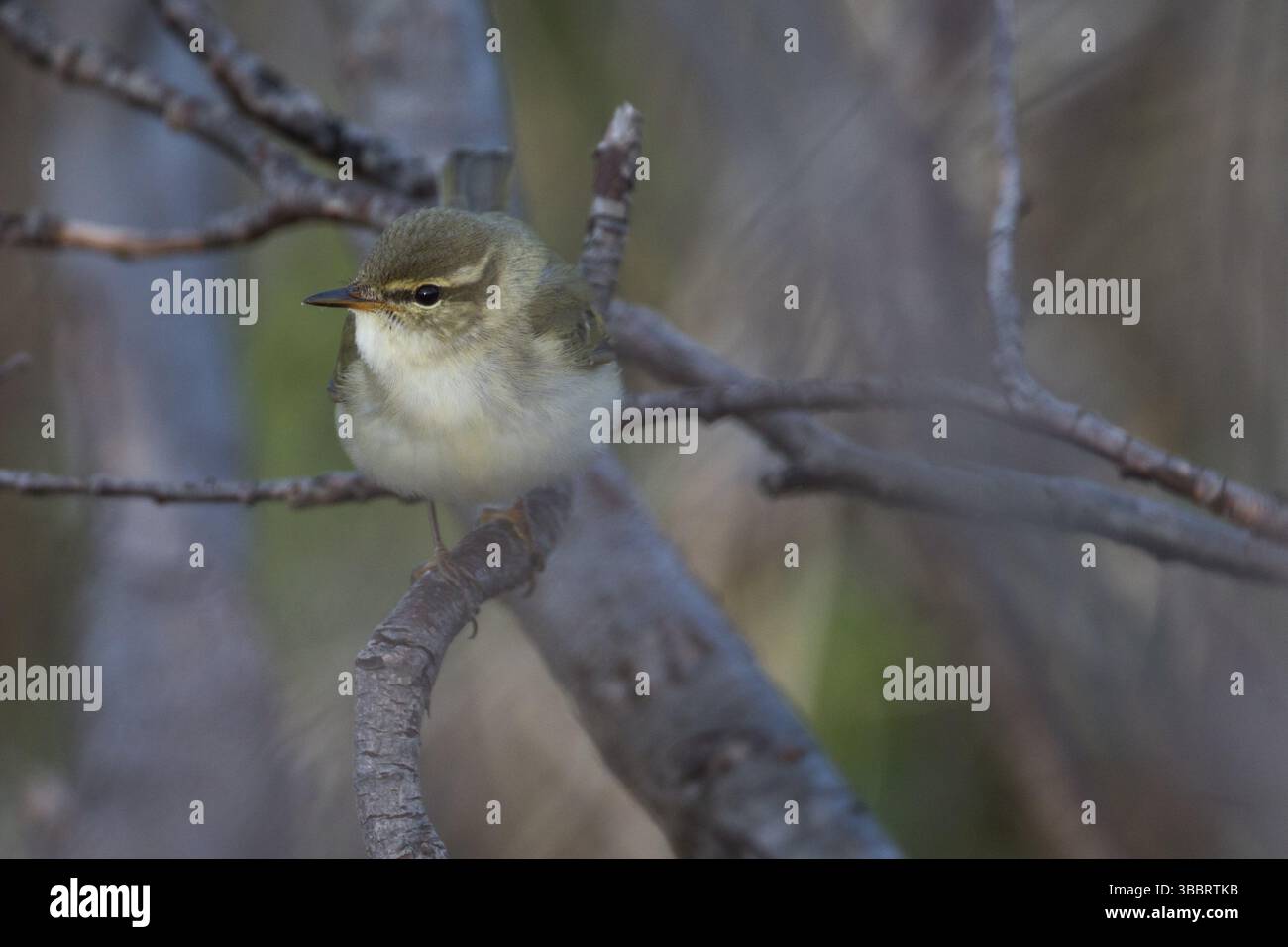 Arctic Warbler - Wanderlaubsaenger - Phylloscopus borealis. Russia ...
