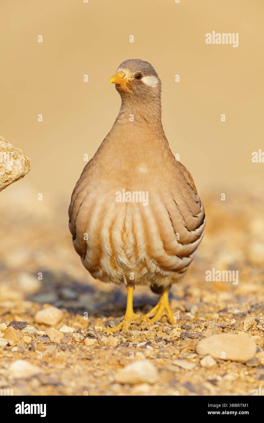 Arabisches Wuestenhuhn, Sand Partridge, Ammoperdix heyi, Perdrix de Hey ...