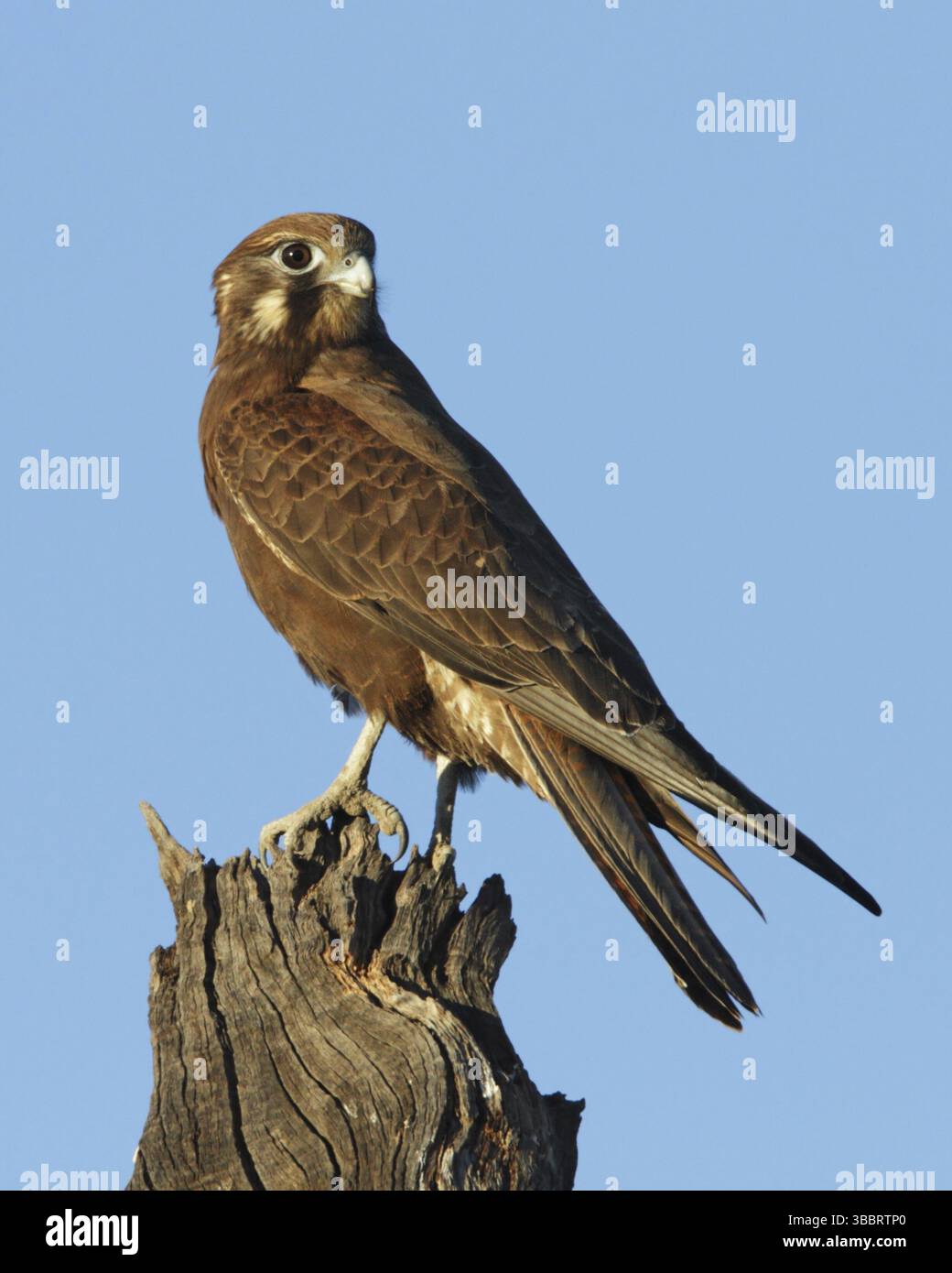 Australian bird prey brown falcon hi-res stock photography and images ...