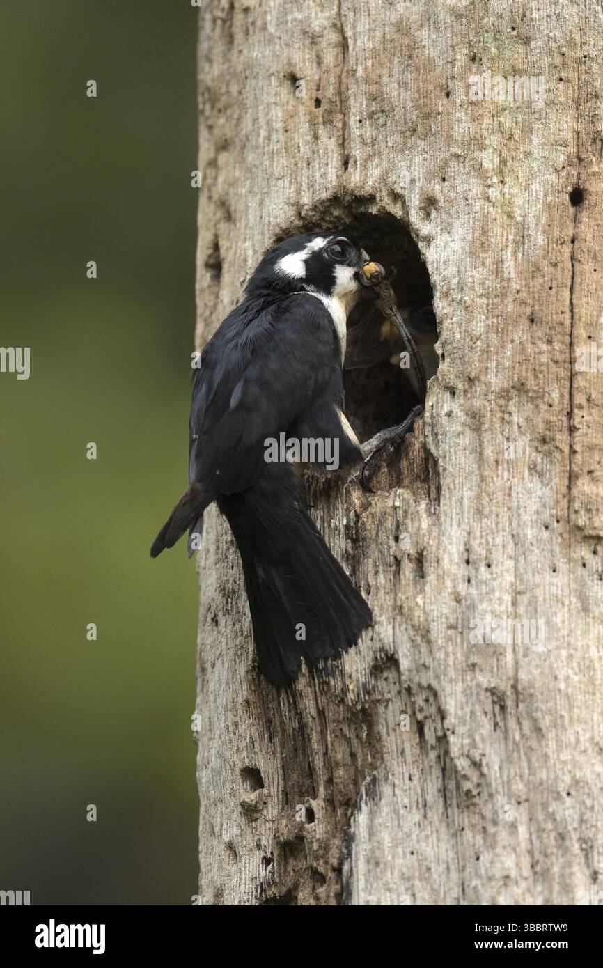Black-thighed Falconet (Microhierax fringillarius) at nesting hole ...