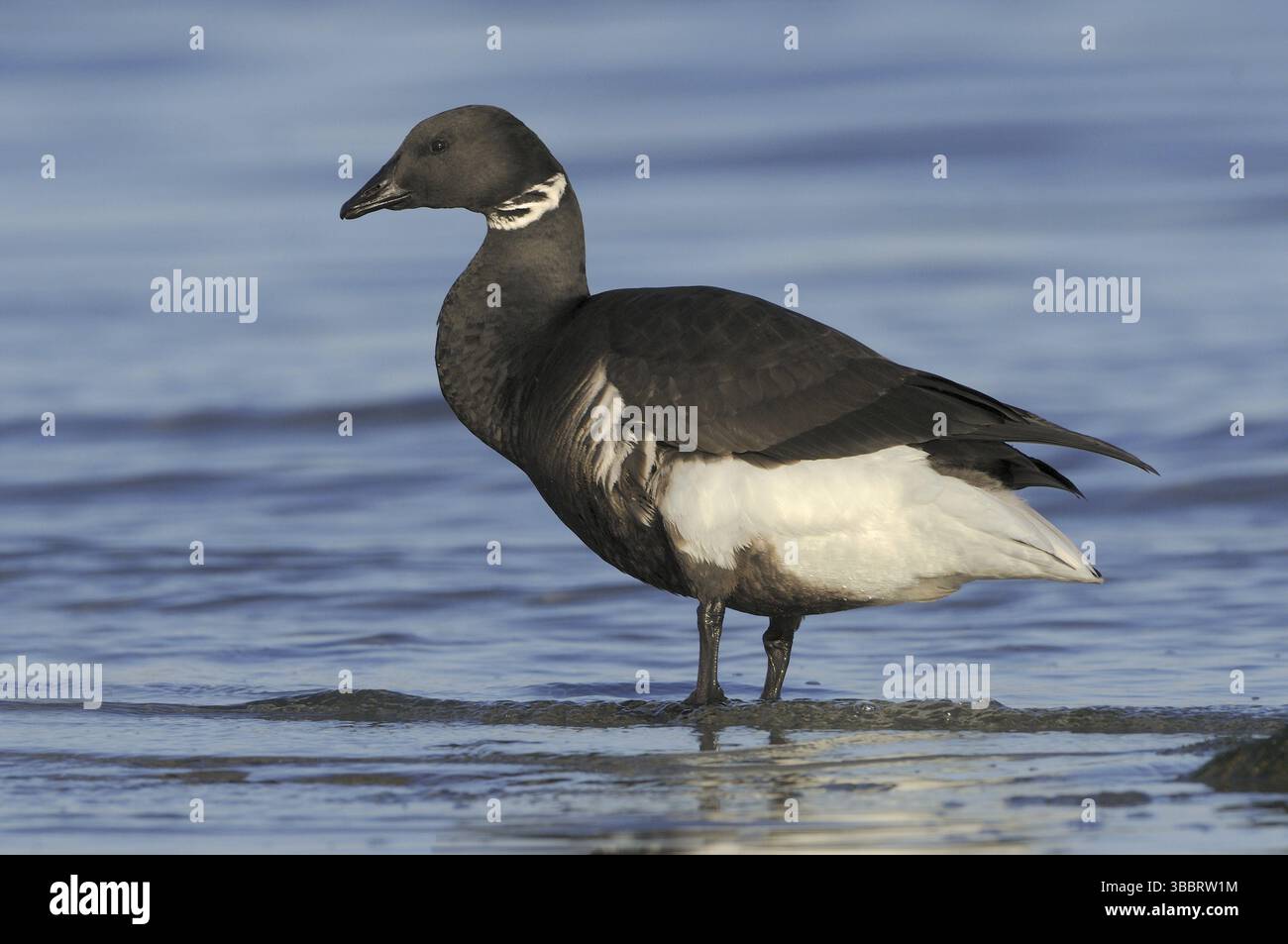 Brant Goose (Branta bernicla), British Columbia, Canada, North America ...