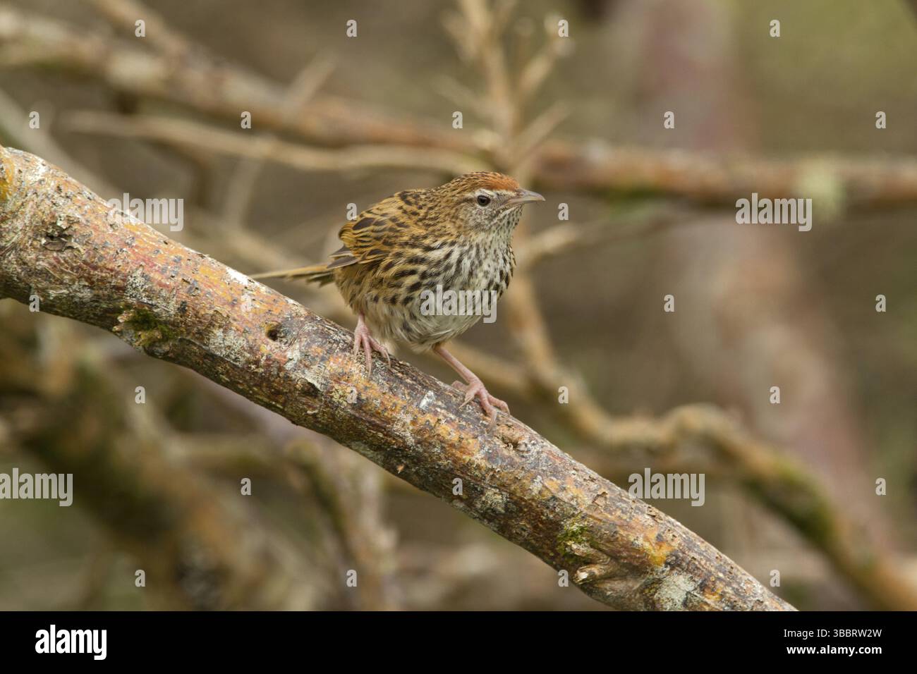 New Zealand Fernbird (Megalurus punctatus), New Zealand, Oceania Stock ...