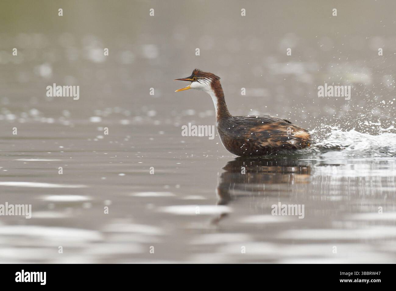 Titicaca Flightless Grebe (Rollandia microptera) in lake Titicaca in ...