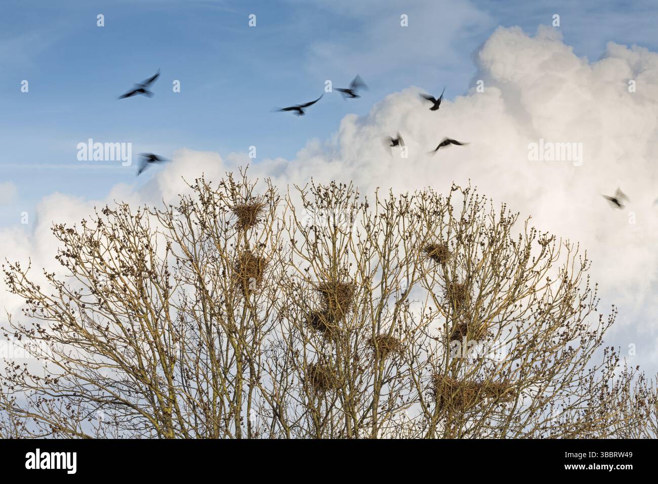 Saatkraehe, Rook, Corvus frugilegus, Corbeau freux, Graja Stock Photo ...