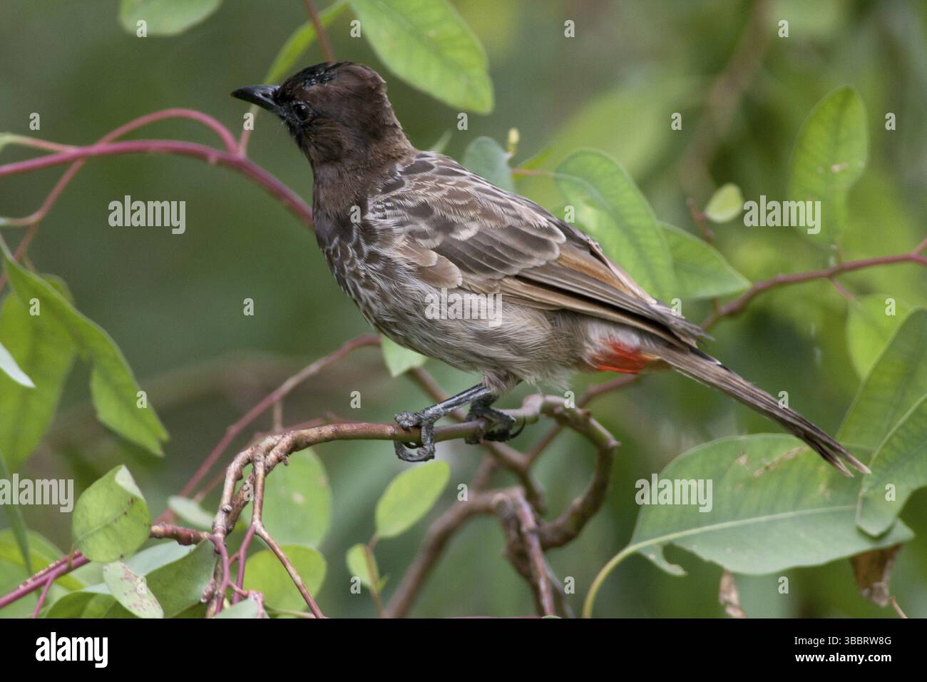 Red-vented Bulbul (Pycnonotus cafer) juvenile, Pakistan, Asia Stock ...