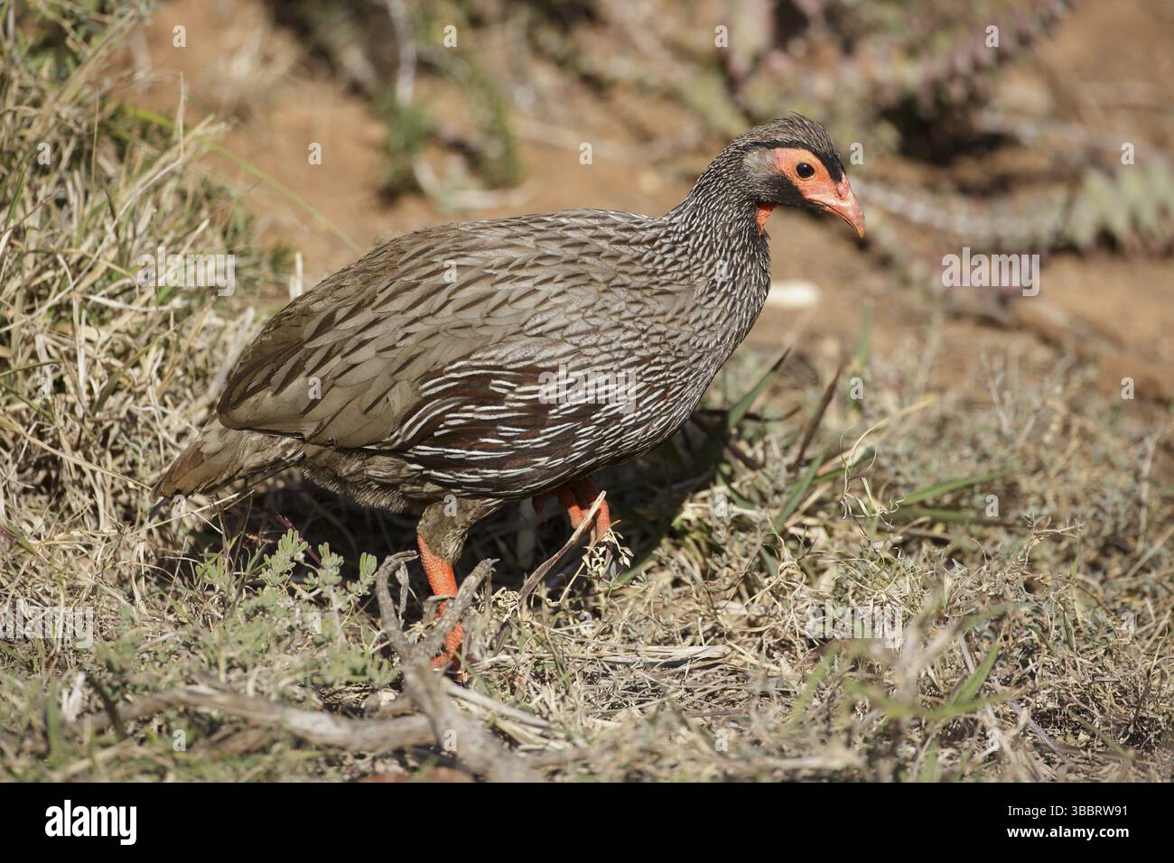 Red-necked Spurfowl (Pternistis afer), Eastern Cape, South Africa ...