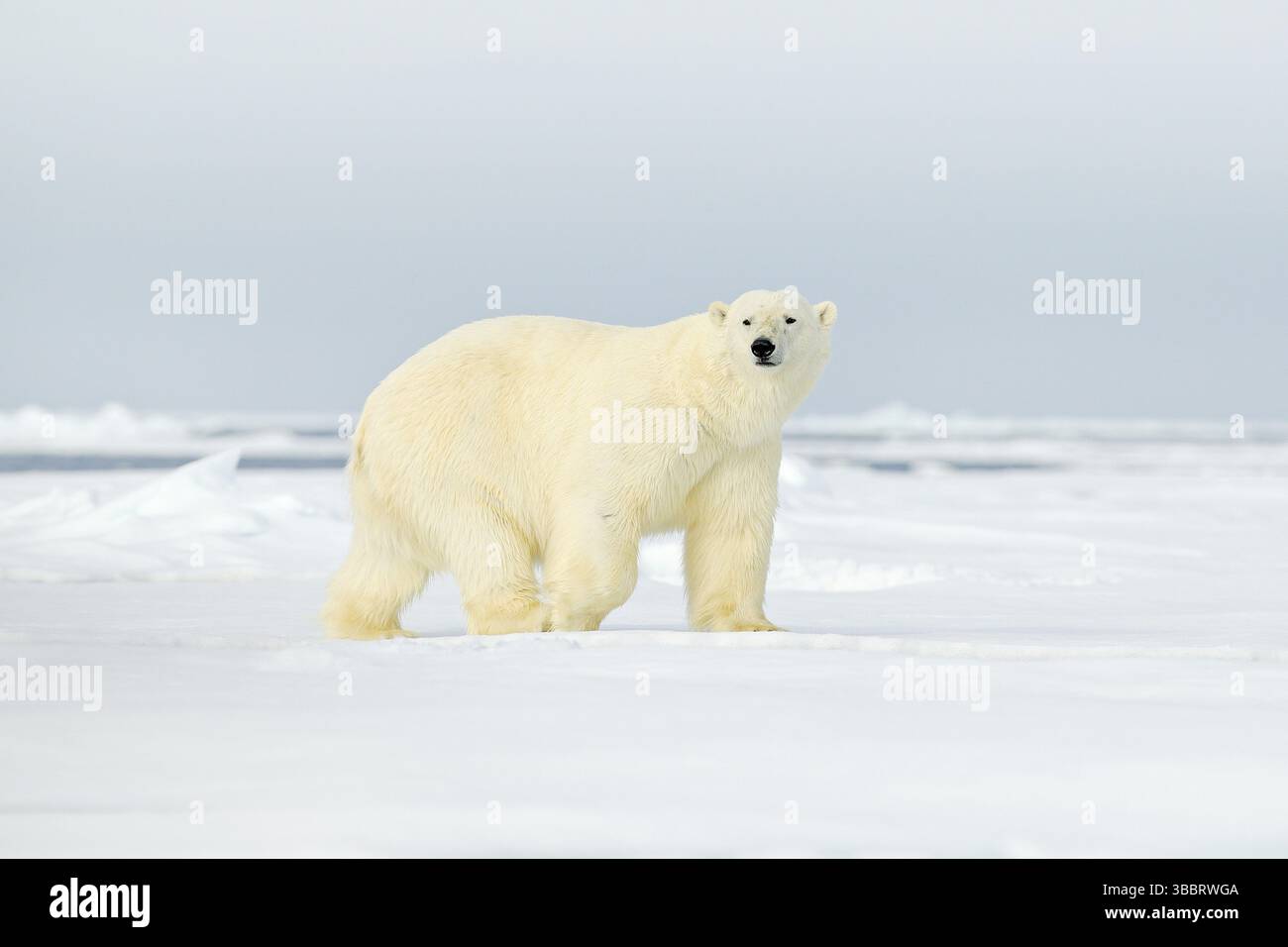Polar bear on drift ice edge with snow a water in Arctic Svalbard ...