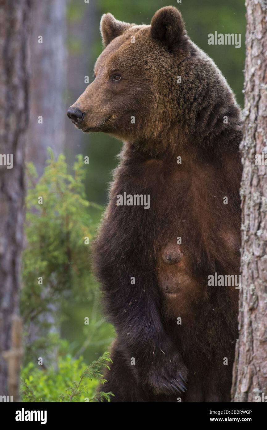 Eurasian Brown Bear (Ursus arctos) standing upright in-between trees in ...