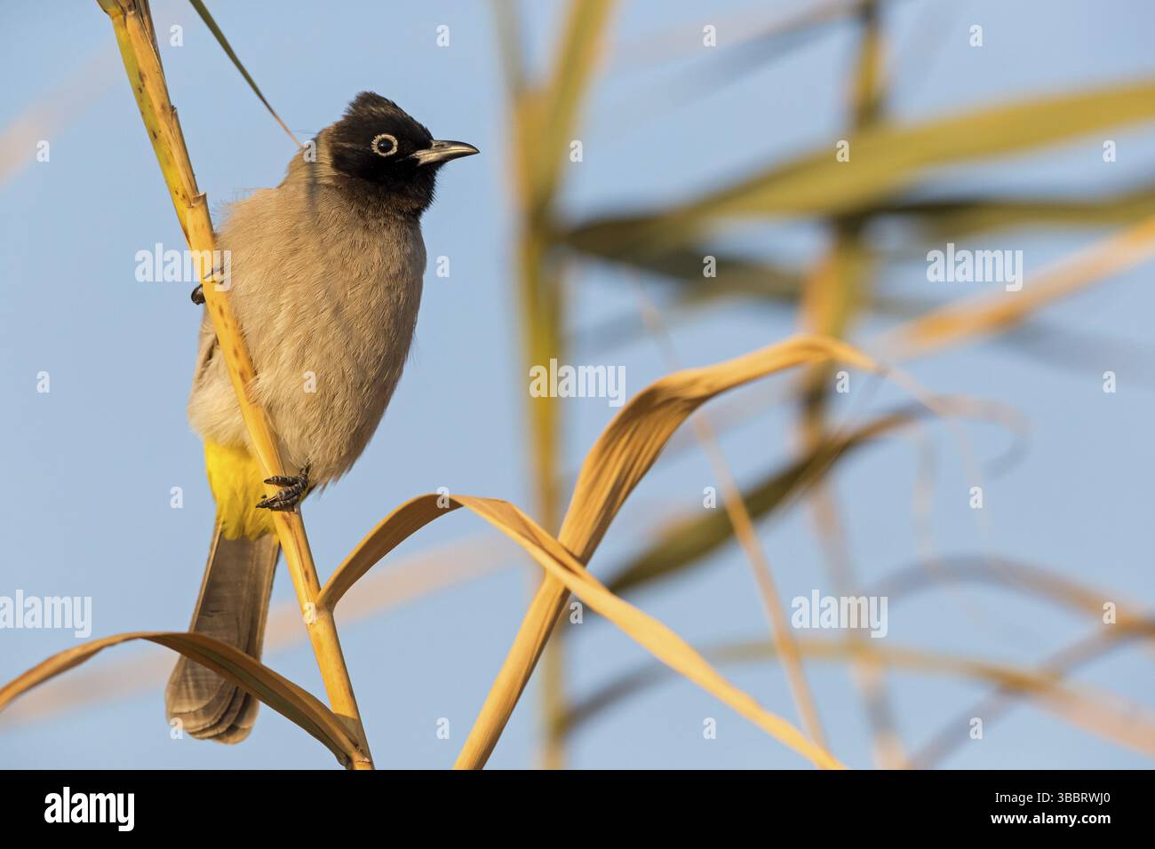 Gelbsteissbuelbuel, Yellow-vented Bulbul, White-eyed Bulbul, White ...