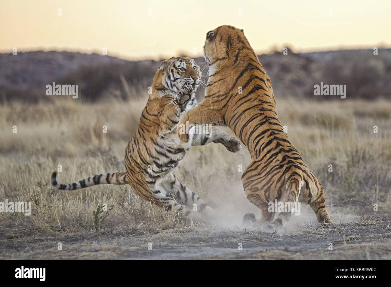 Bengal Tiger (Panthera tigris) two females fighting, captive ...