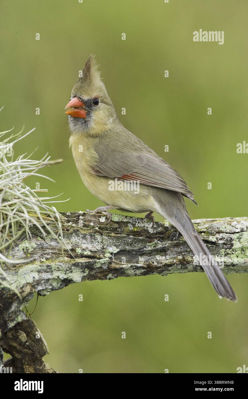 Northern Cardinal (Cardinalis cardinalis), Texas, USA, North America ...