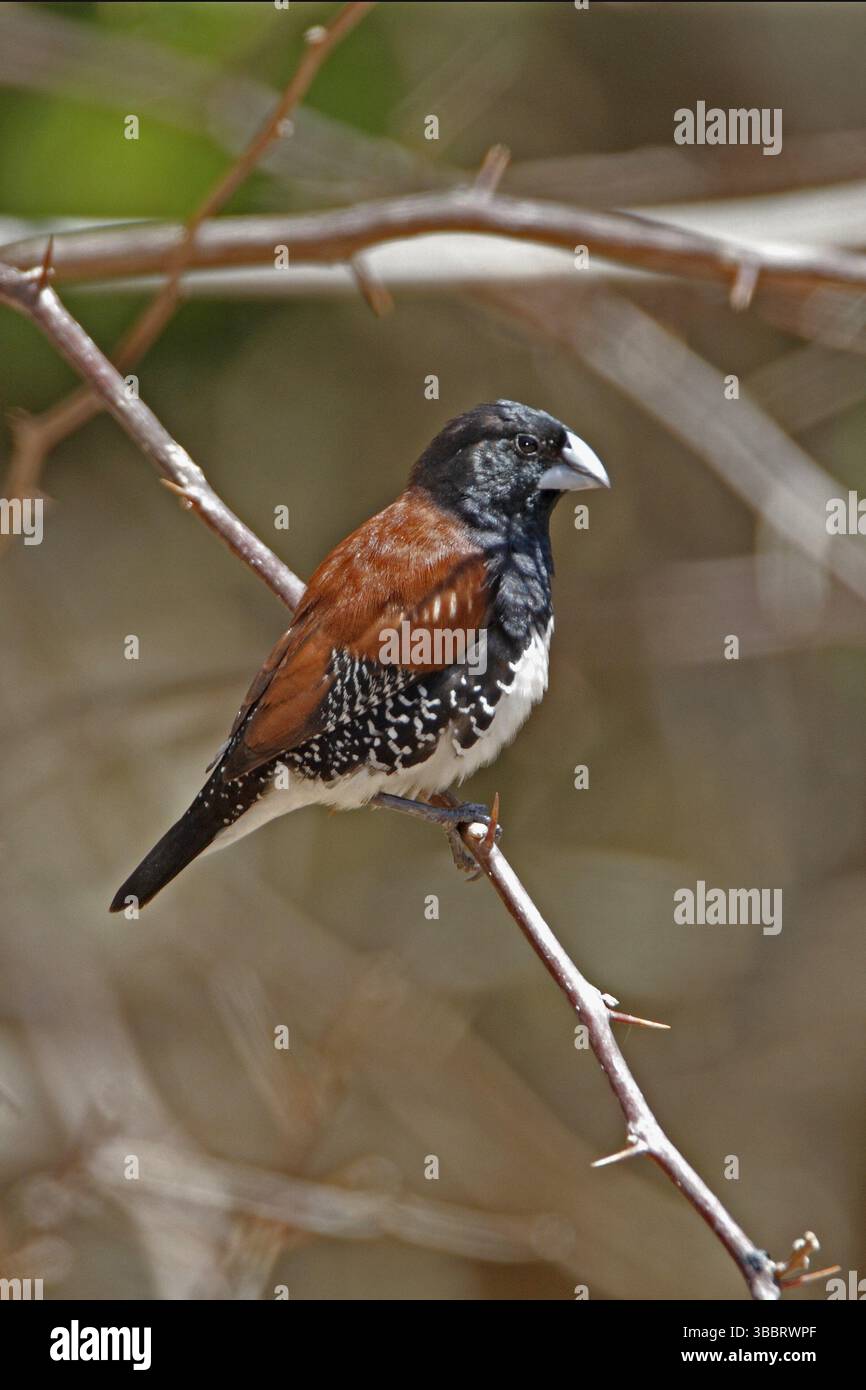Bronze Mannikin, Lonchura cucullata, Kenya, Mombasa Coast, Africa Stock ...