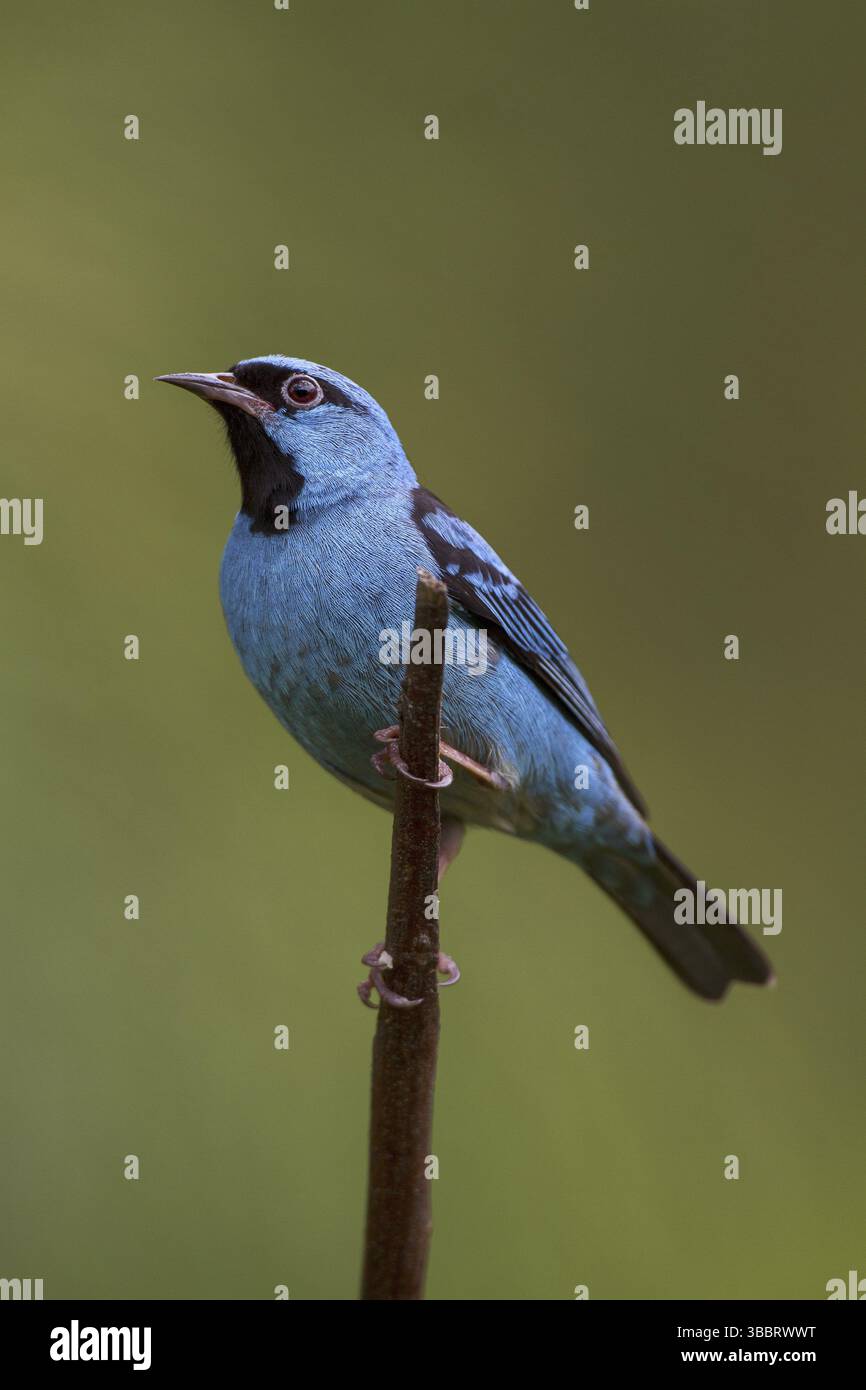 Blue Dacnis (Dacnis cayana) male, Atlantic rainforest, Brazil, South ...