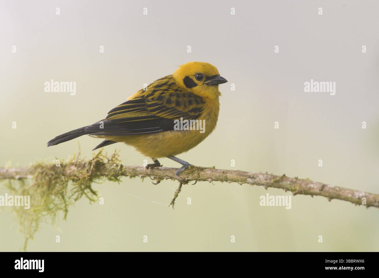Golden Tanager (Tangara arthus), Pichincha, Ecuador, South America ...