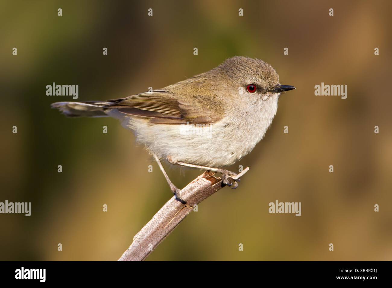Grey Gerygone (Gerygone igata), Stewart Island, New Zealand, Oceania ...