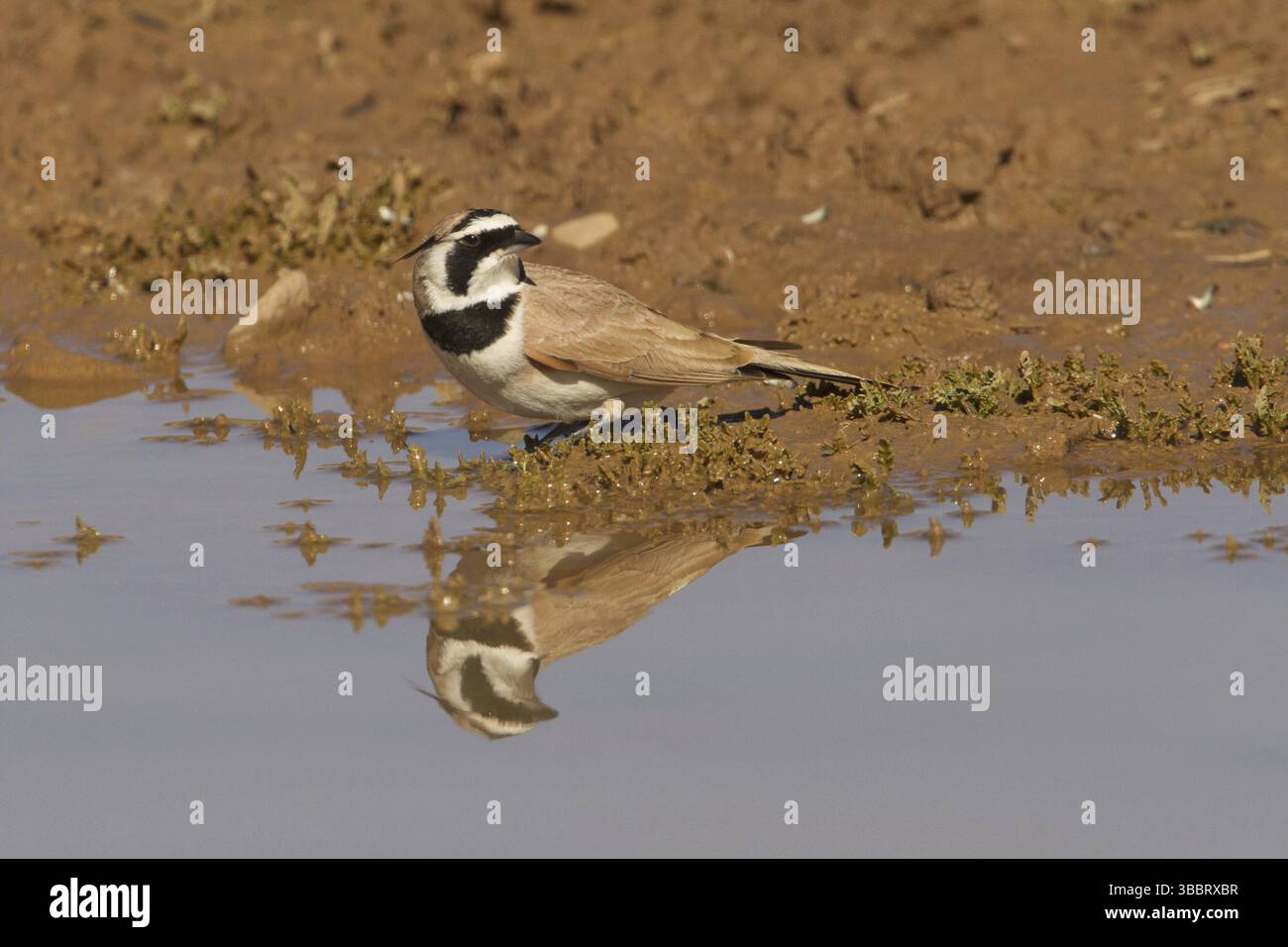 Temminck's Lark (Eremophila bilopha), Morocco, Africa Stock Photo - Alamy