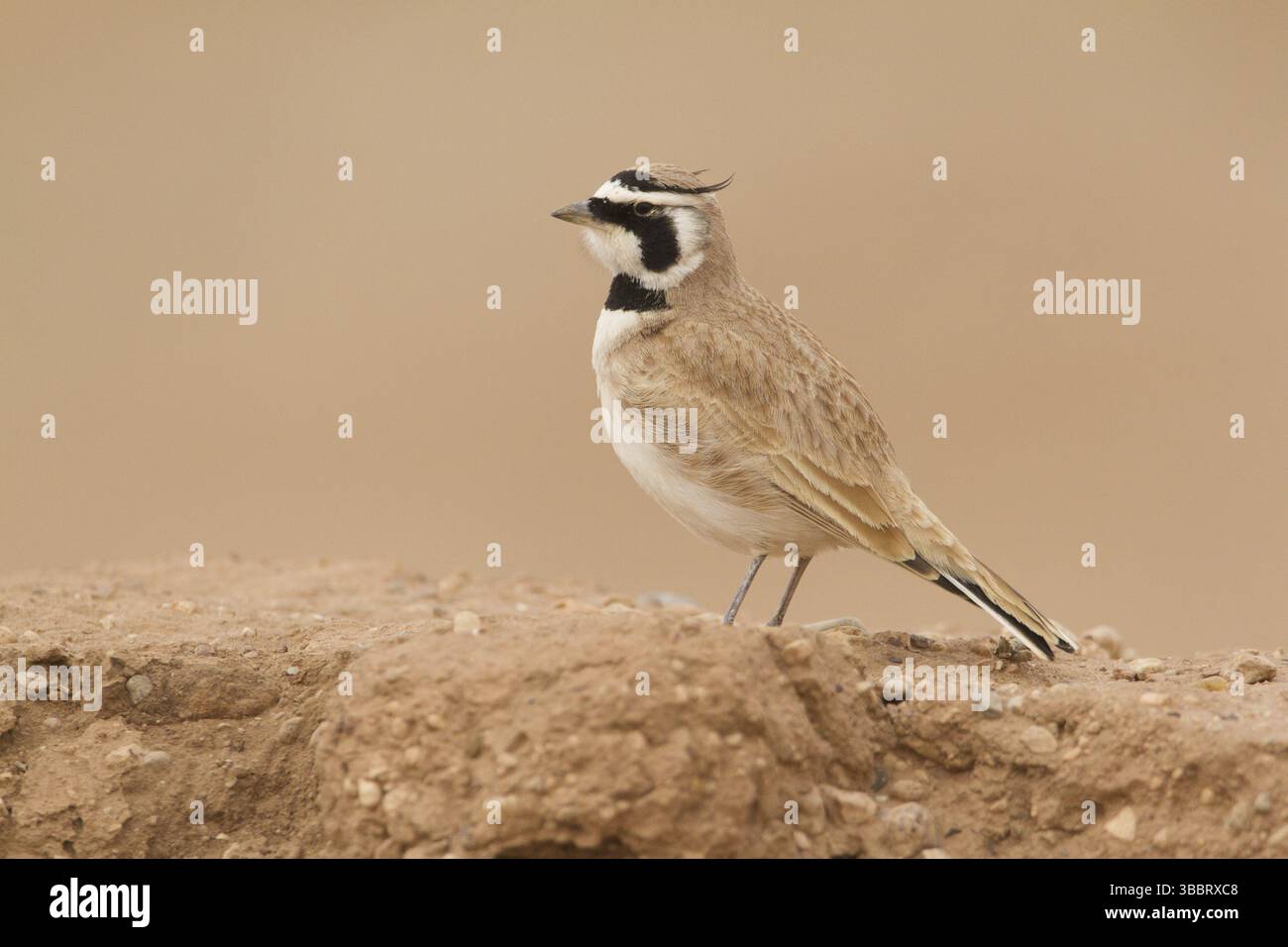 Temminck's Lark (Eremophila bilopha), Morocco, Africa Stock Photo - Alamy