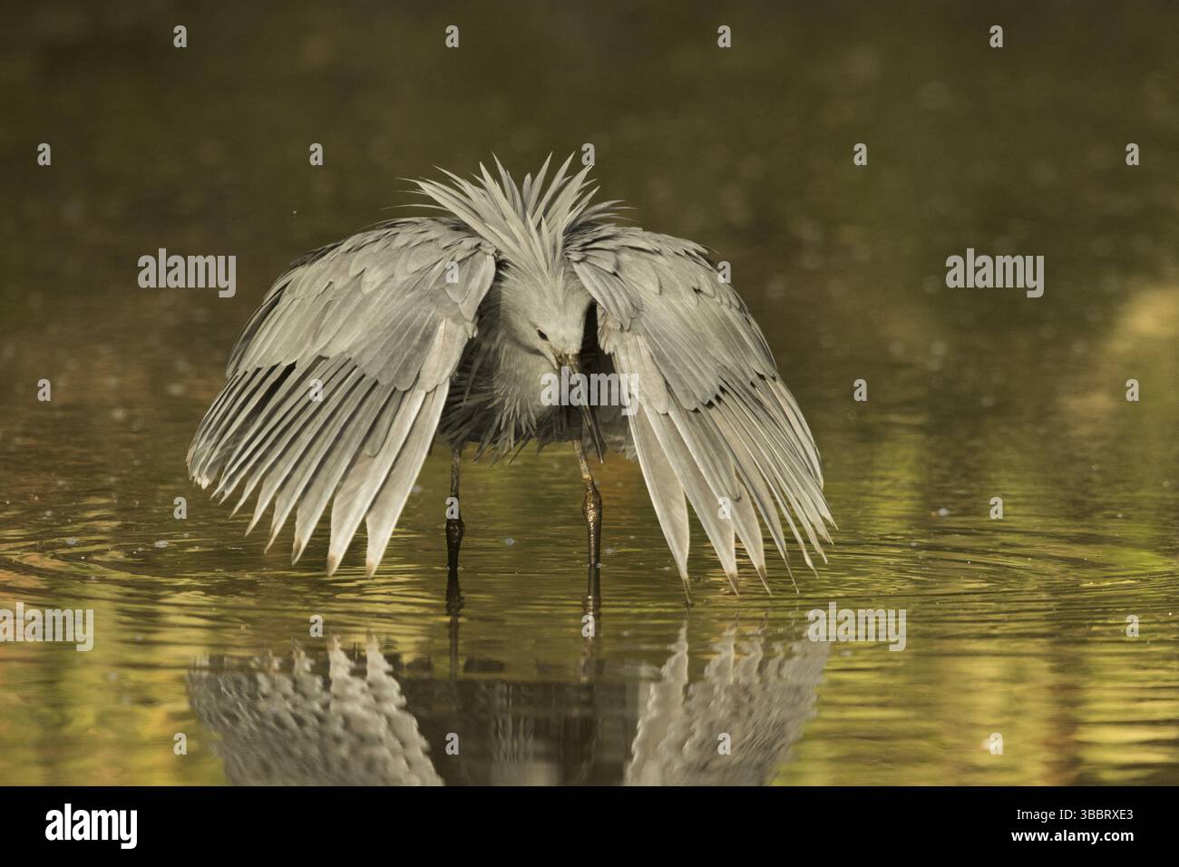 Black Heron (Egretta ardesiaca) foraging, Gambia, Africa Stock Photo ...