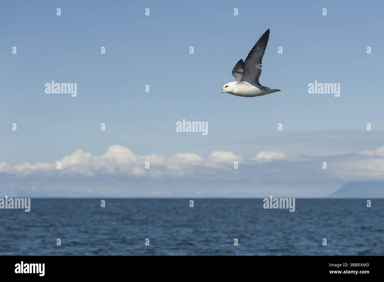 Northern Fulmar (Fulmarus glacialis) flying, Iceland, Europe Stock ...