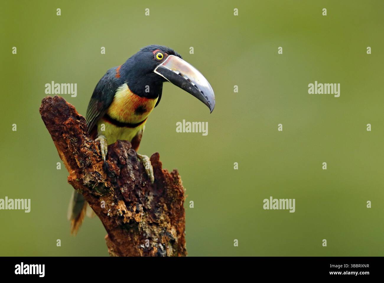 Collared Aracari, Pteroglossus torquatus, bird with big bill. Toucan ...
